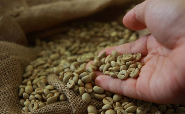 Café verde: o que é, benefícios, cuidados e contraindicações