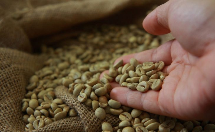 Café verde: o que é, benefícios, cuidados e contraindicações