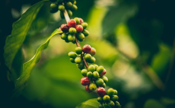 Café verde: o que é, benefícios, cuidados e contraindicações