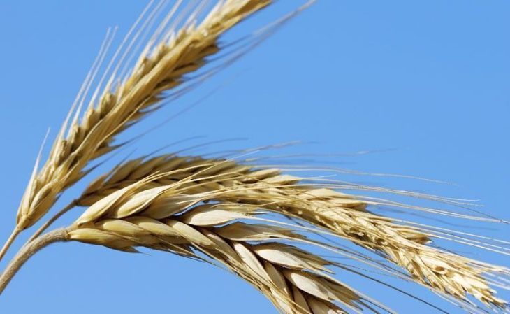 Cevada: um cereal nutritivo e cheio de benefícios