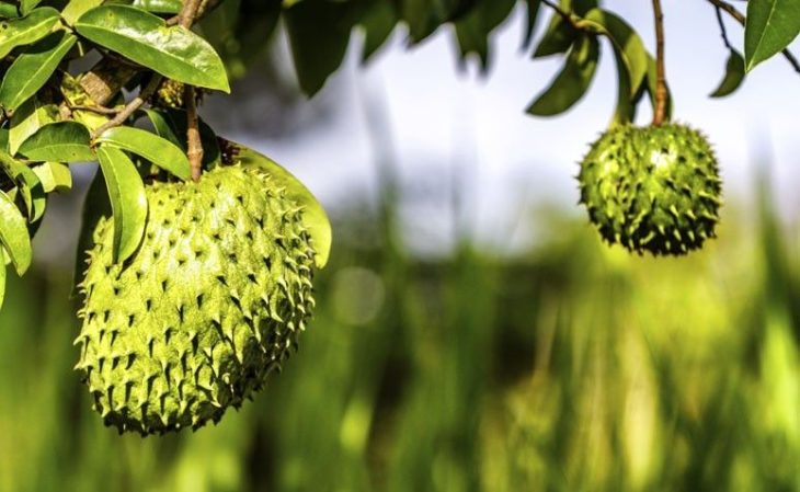 Graviola: conheça os benefícios e veja receitas com a fruta