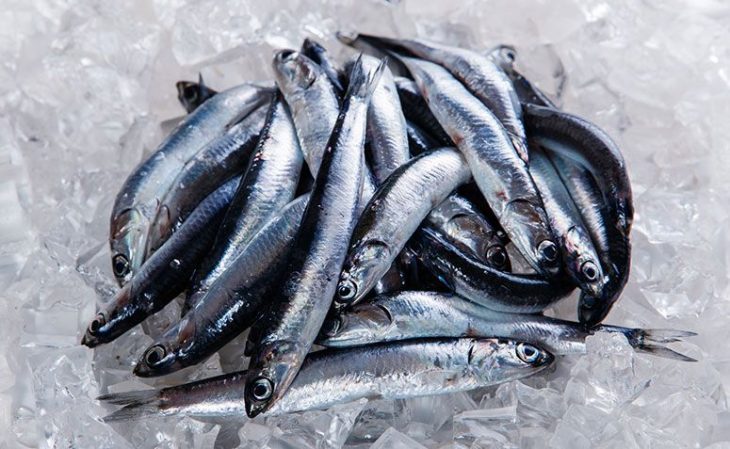 Anchova: 5 bons motivos para consumir este nutritivo pescado