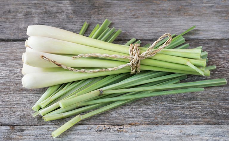 25 benefícios do capim-limão que mudarão sua vida