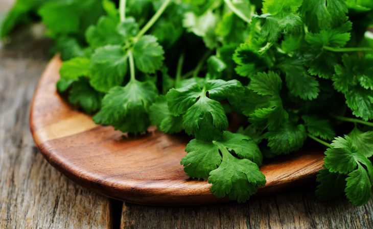 Coentro: nutricionista explica como usar, benefícios, receitas e malefícios