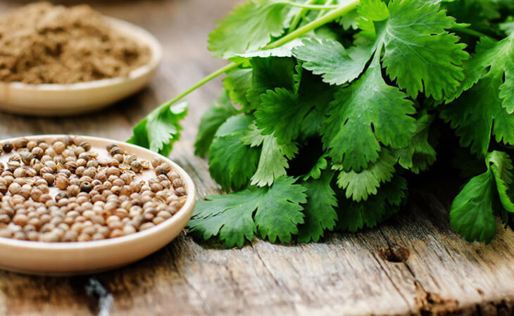Coentro: nutricionista explica como usar, benefícios, receitas e malefícios