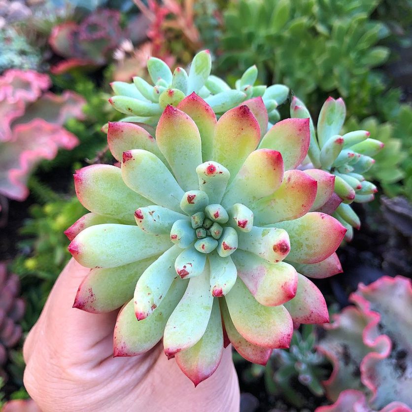 Suculentas: Conheça os tipos, como plantar e quais os cuidados