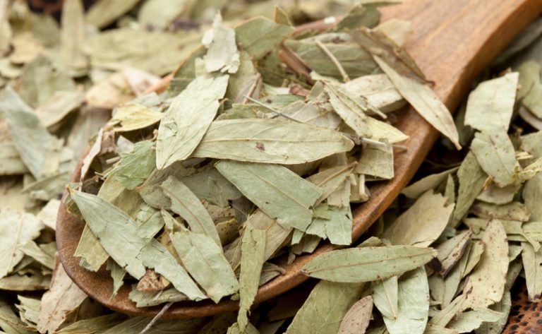 Chá de sene: saiba seus benefícios, como fazer e as contraindicações