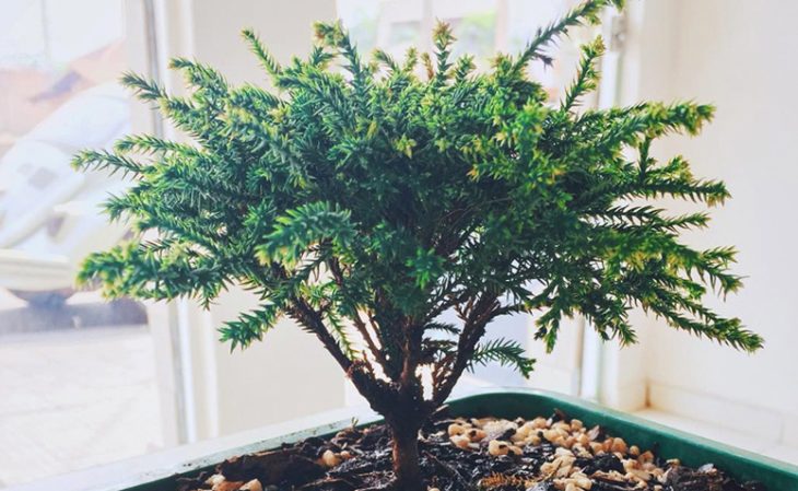 Como cuidar de um bonsai: 8 dicas básicas e fundamentais