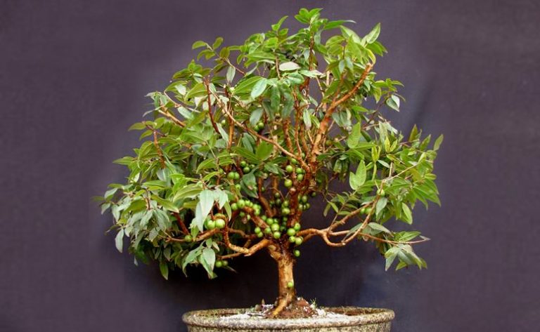 Como cuidar de um bonsai: 8 dicas básicas e fundamentais