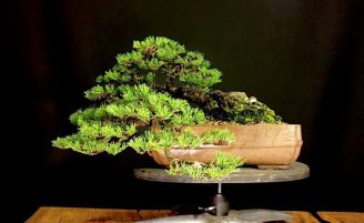 Como cuidar de um bonsai: 8 dicas básicas e fundamentais