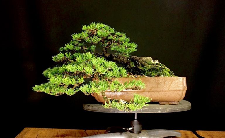 Como cuidar de um bonsai: 8 dicas básicas e fundamentais