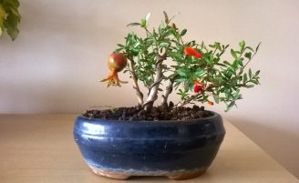 Como cuidar de um bonsai: 8 dicas básicas e fundamentais