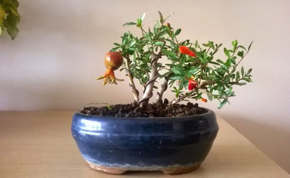 Como cuidar de um bonsai: 8 dicas básicas e fundamentais