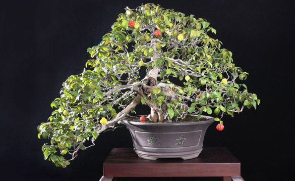 Como cuidar de um bonsai: 8 dicas básicas e fundamentais