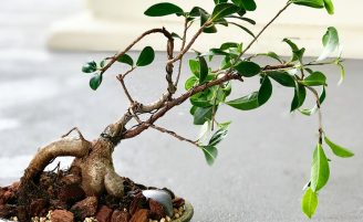 Como cuidar de um bonsai: 8 dicas básicas e fundamentais