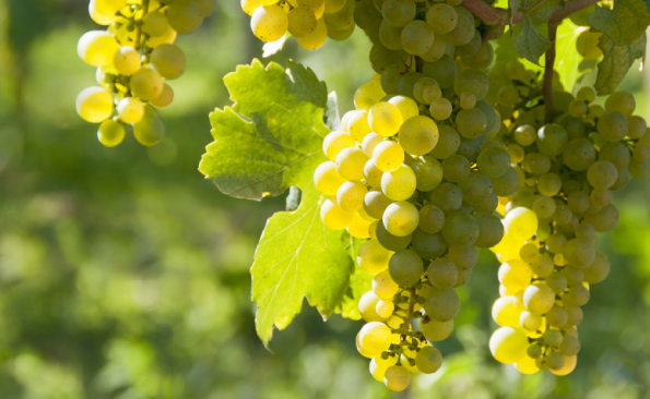 Frutas verdes: 15 opções ricas em vitamina C para incluir na dieta