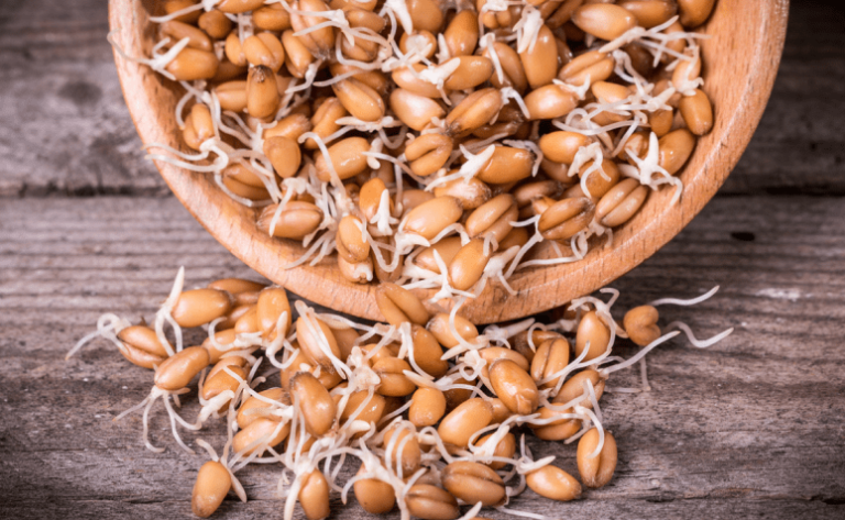 Gérmen de trigo: conheça esse grão extremamente nutritivo