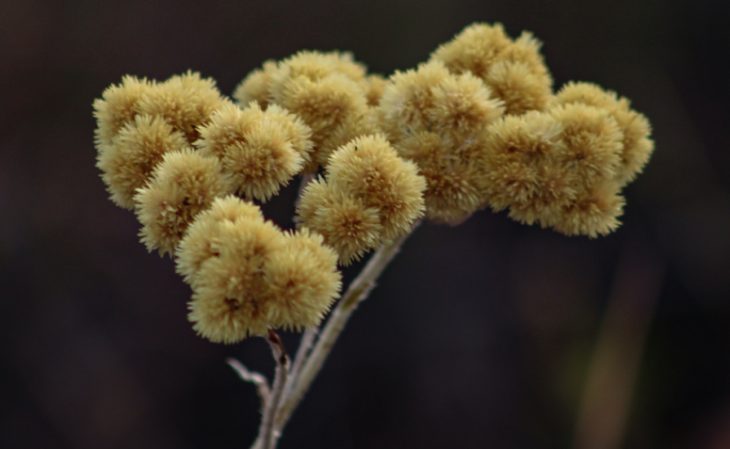 Chá para enjoo: 10 receitas para aliviar esse desconforto rapidinho
