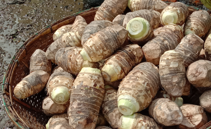 Araruta: 3 formas de usos para aproveitar os benefícios dessa planta