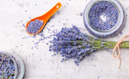 Lavanda: benefícios, como usar e dicas para cultivá-la em casa